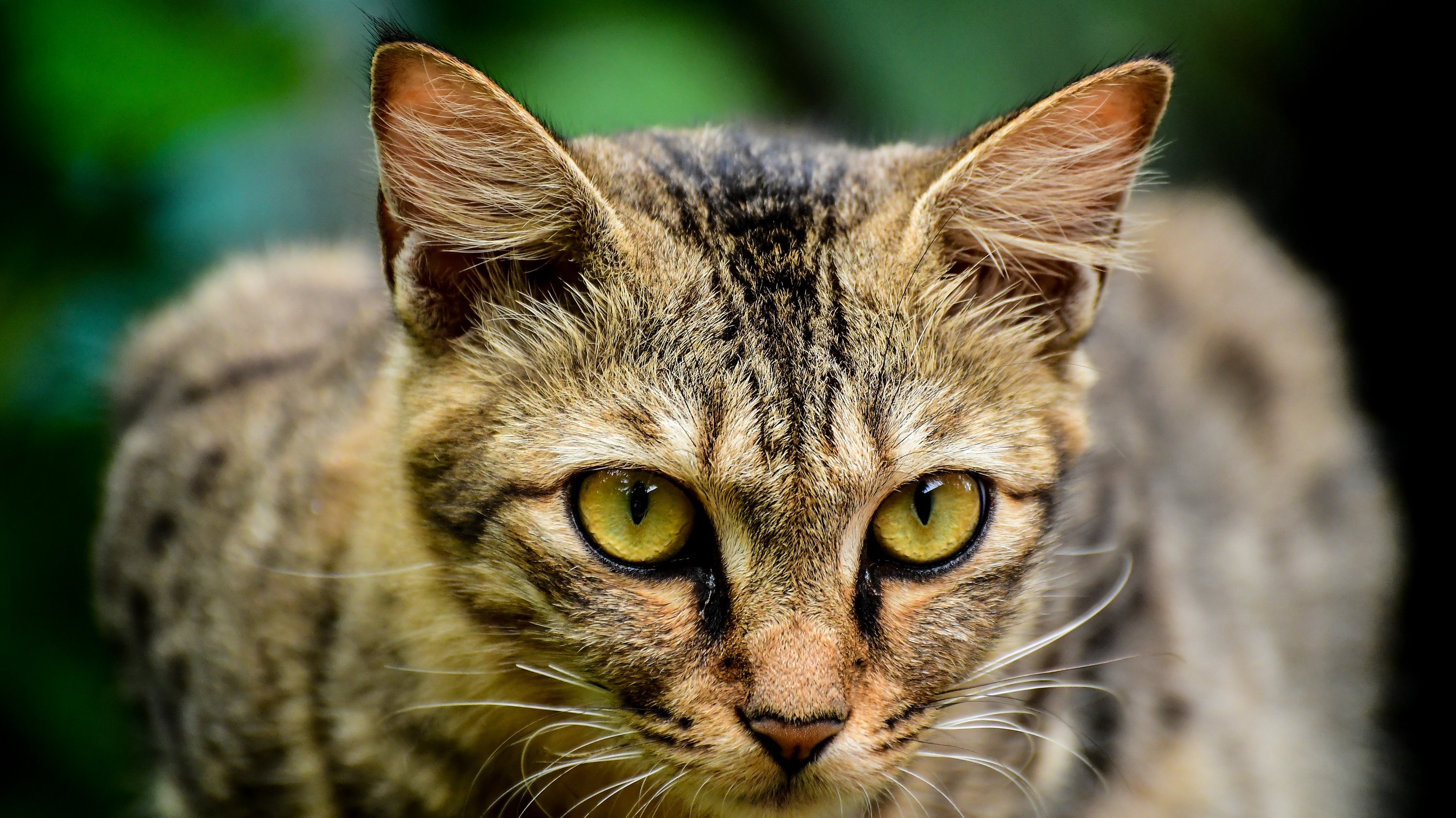 Study gets to the bottom of cats’ cute little noses | Courthouse News ...