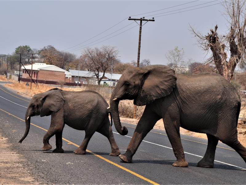 Study finds land mammals moved farther during pandemic lockdowns ...