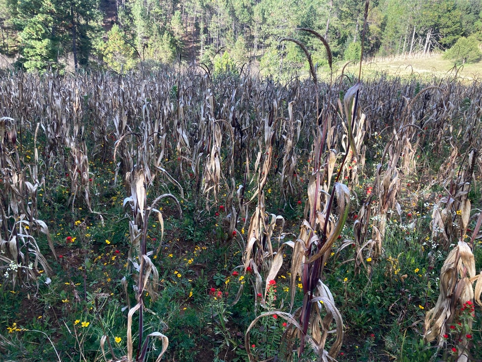 Mexican scientists refute US, Canadian claims of genetically modified ...
