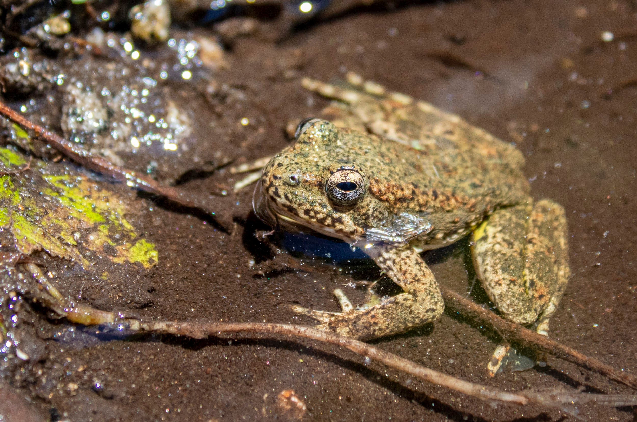 Feds protect frogs | Courthouse News Service