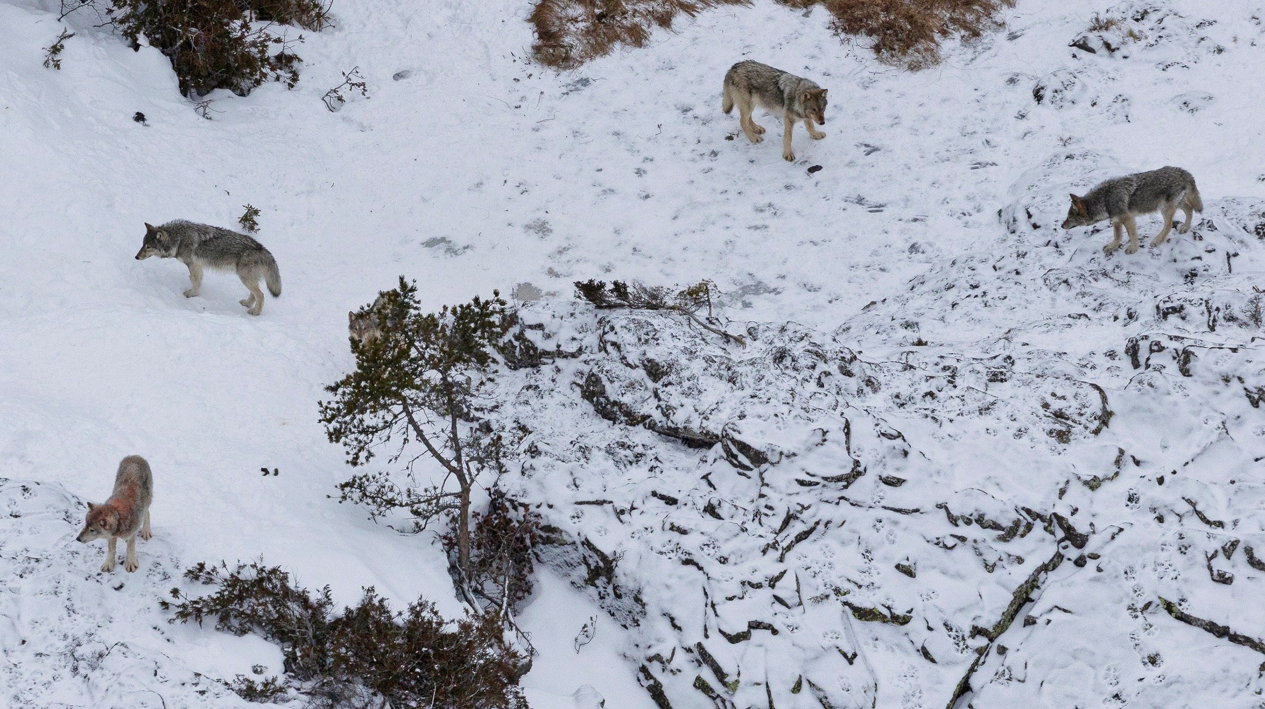 Wolves that nearly died out from inbreeding recovered, now helping a ...