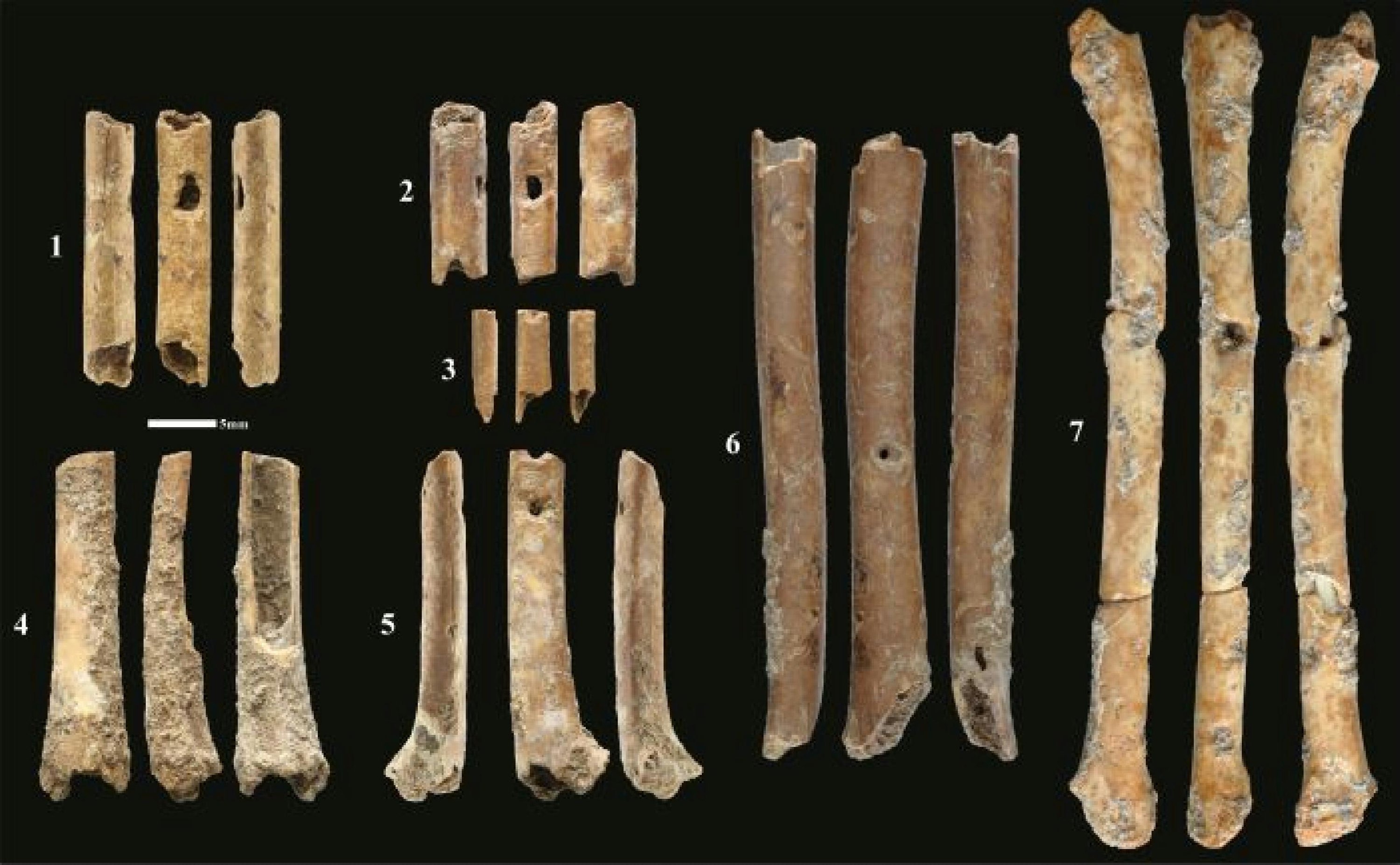 Bird bones that made music: Old dig site brings new discoveries ...