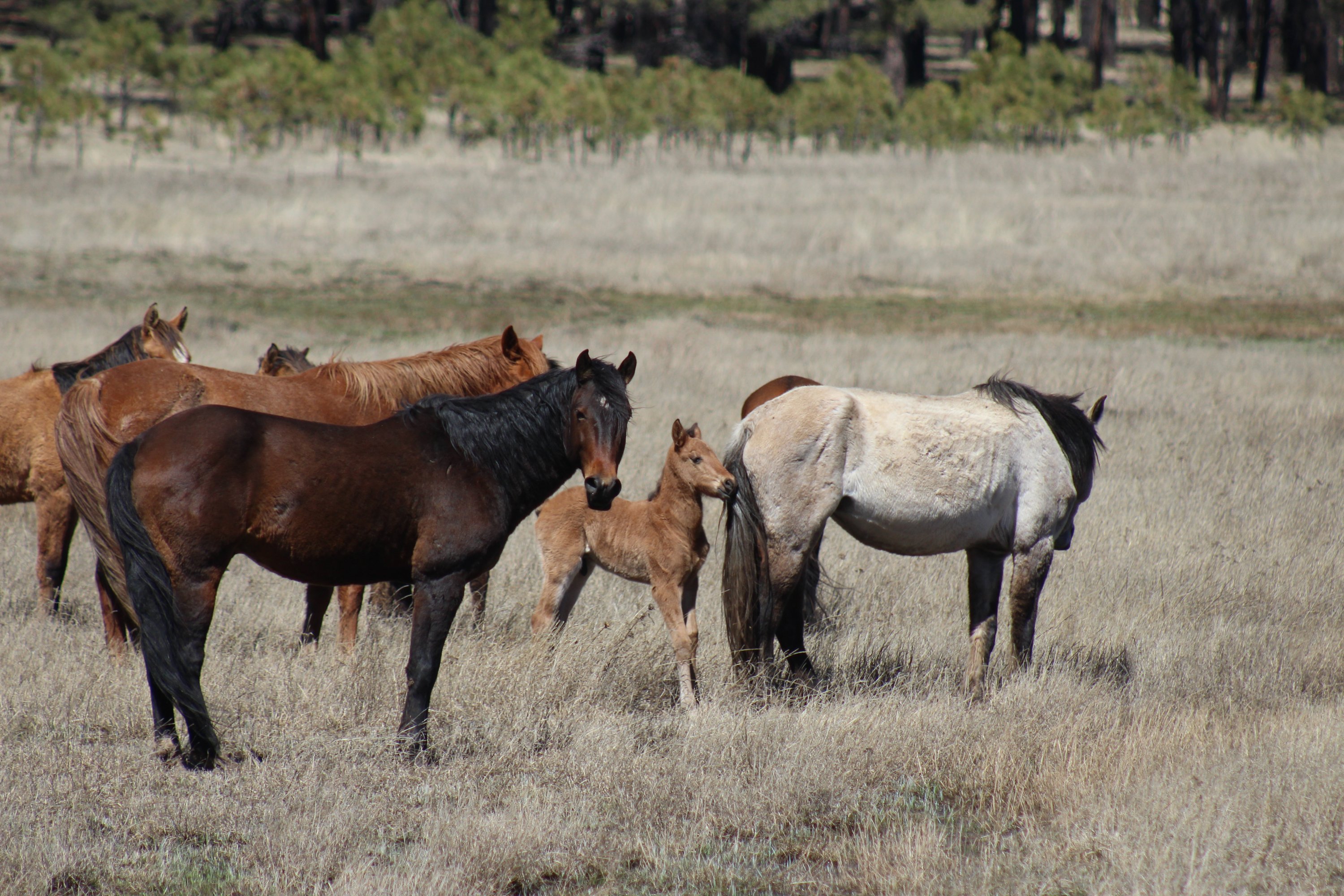Wild horses have clear impact on environment, but does the good ...