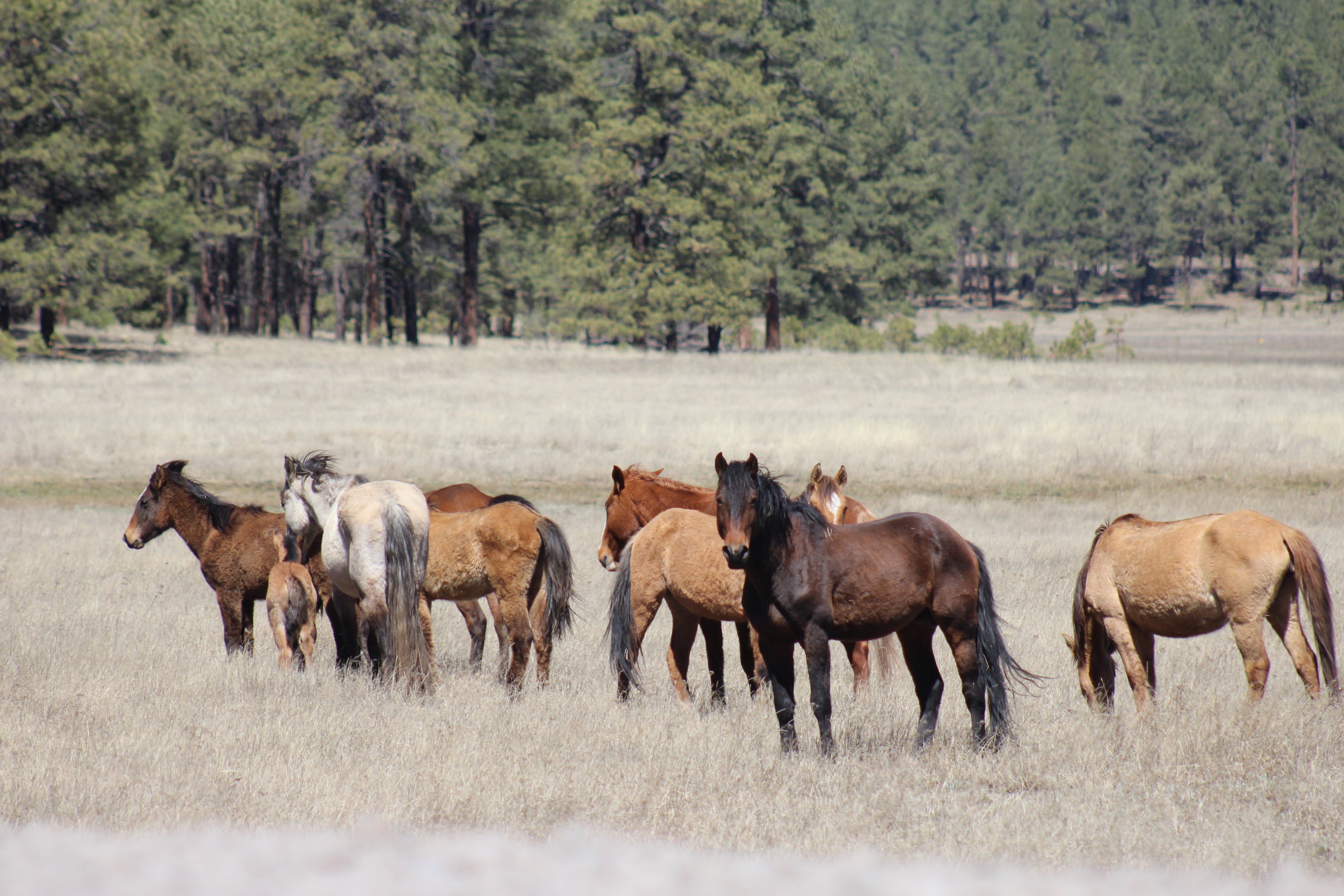 What makes a horse wild? Advocates push back against ‘feral ...