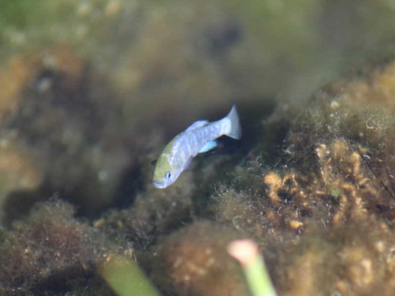 Bureau of Land Management pulls plug on lithium mining plan near ...