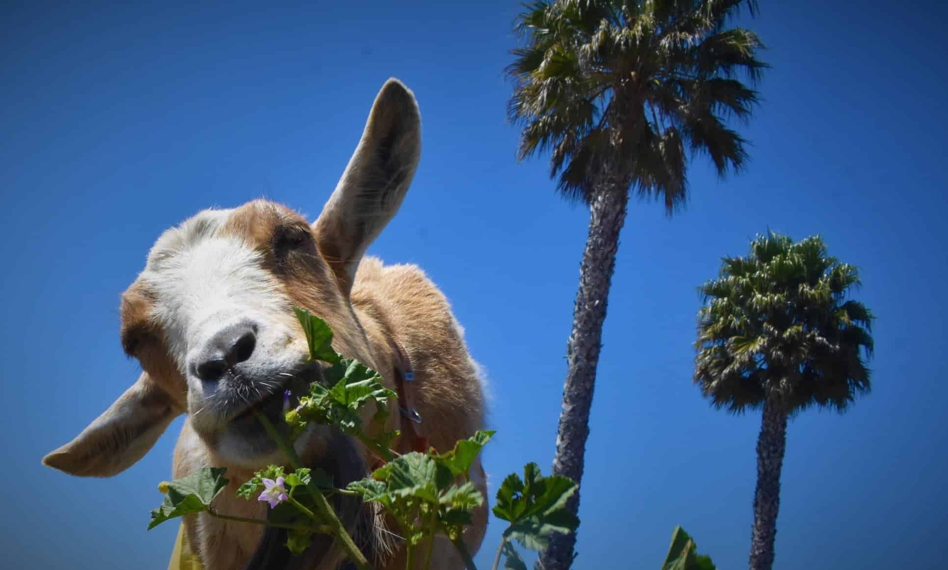 Attorneys in viral California goat case face skeptical judge ...