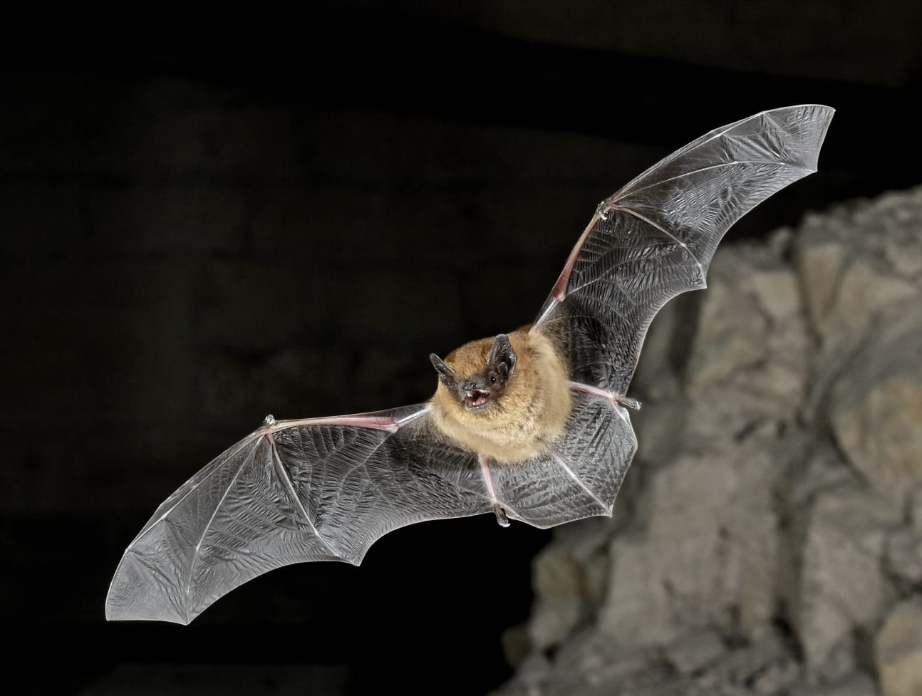 Blindfolded bats teach scientists about echolocation | Courthouse News Service