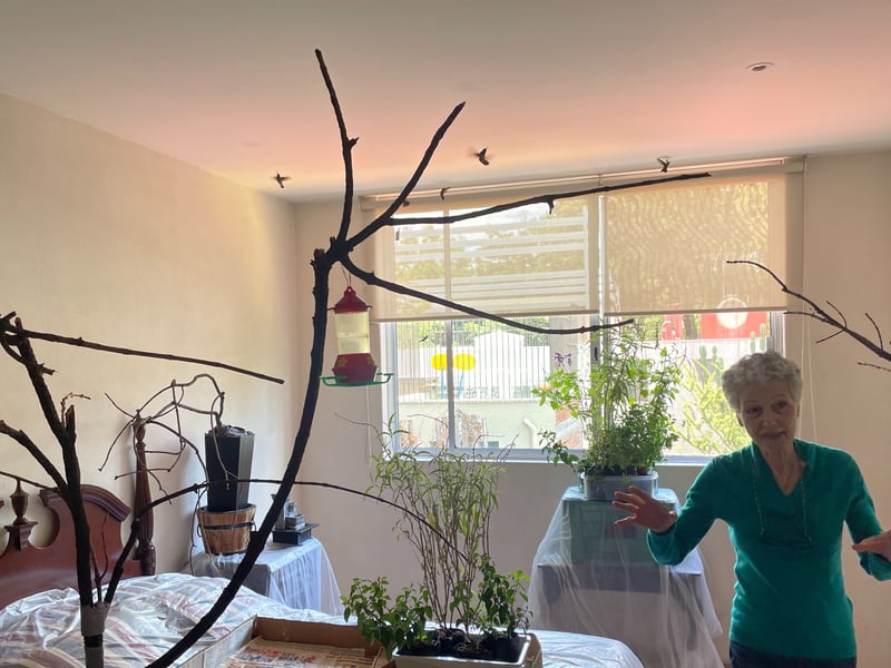 Meet the woman behind Mexico City's hummingbird hospital | Courthouse ...