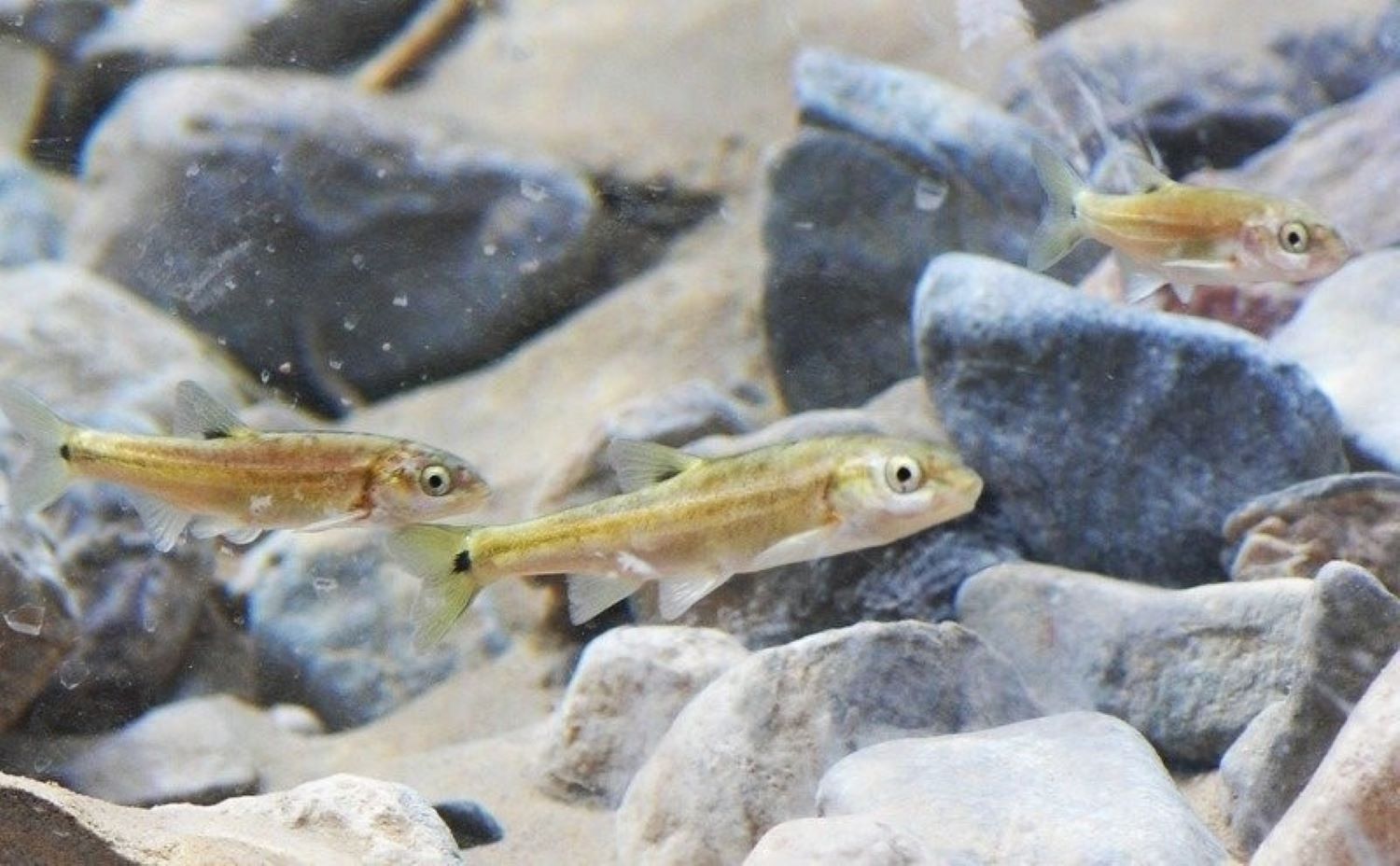 Feds eye rare California fish for endangered species protections ...