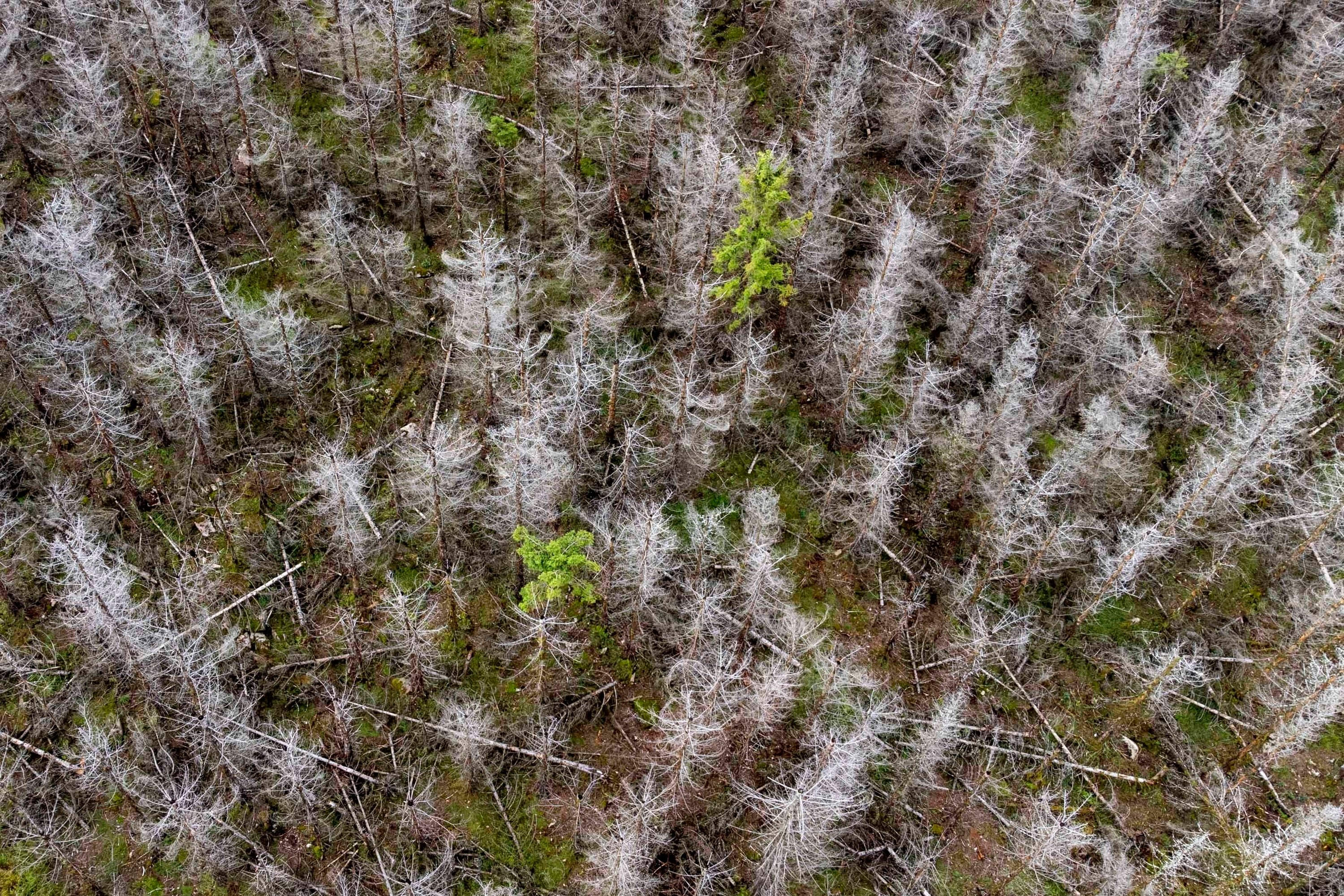 Bark beetles are eating through Germany’s Harz forest. Climate change ...