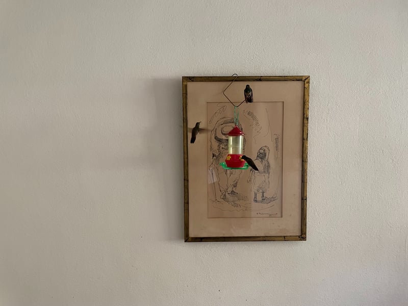 Meet the woman behind Mexico City's hummingbird hospital | Courthouse ...