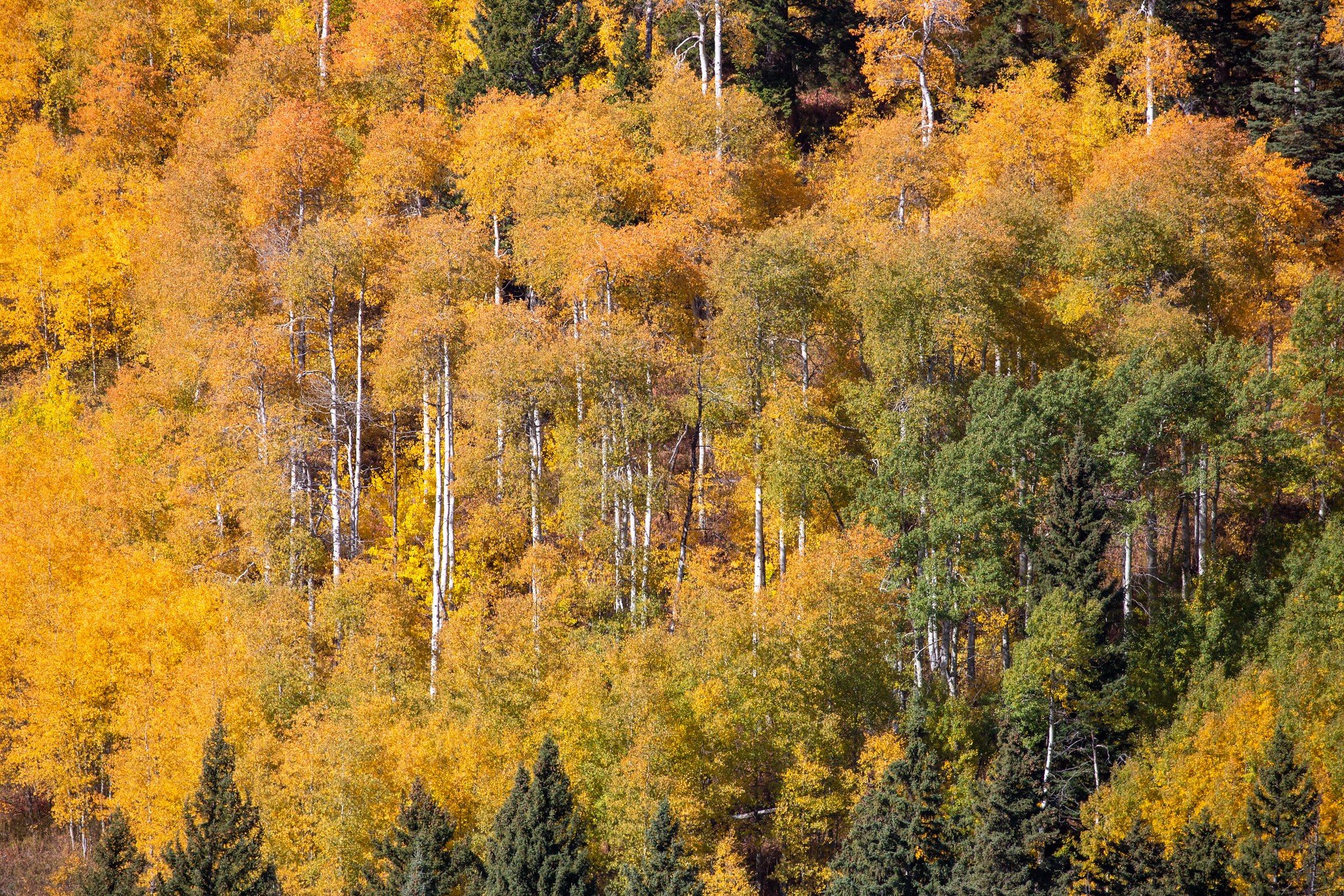 Groups sue to protect forest ecosystem from logging in southern Montana ...