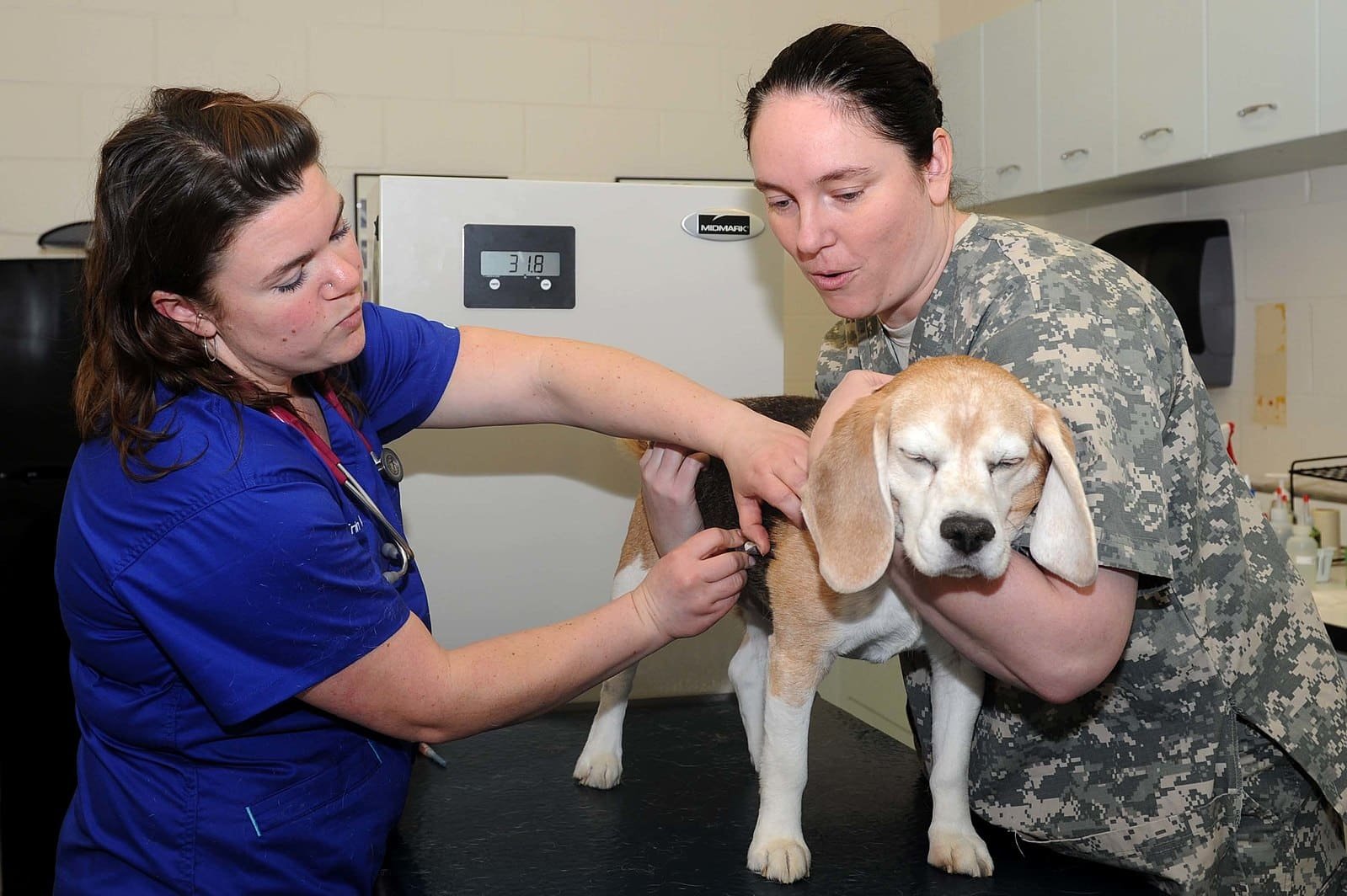Dog owners’ growing vaccine skepticism raises rabies risk | Courthouse ...