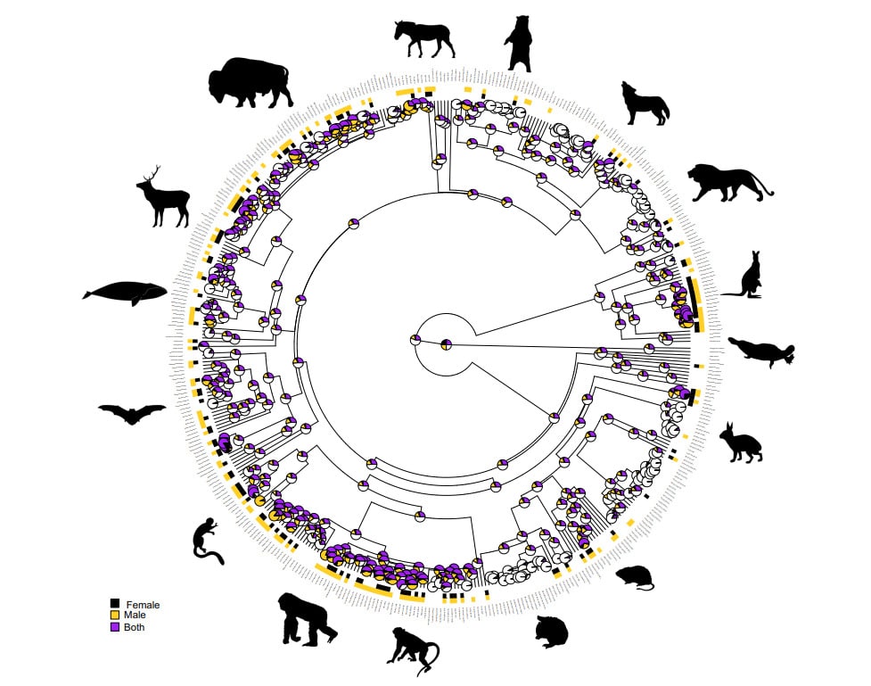 Some Mammalian Same Sex Sexuality Linked To Social Adaptation