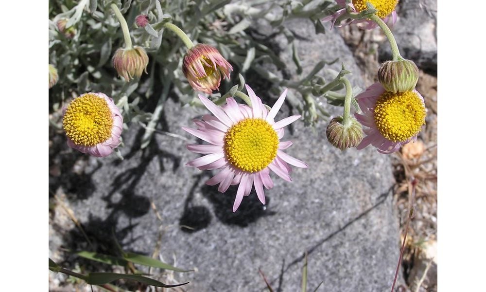 Federal government bans new mining in critical zone for rare SoCal ...