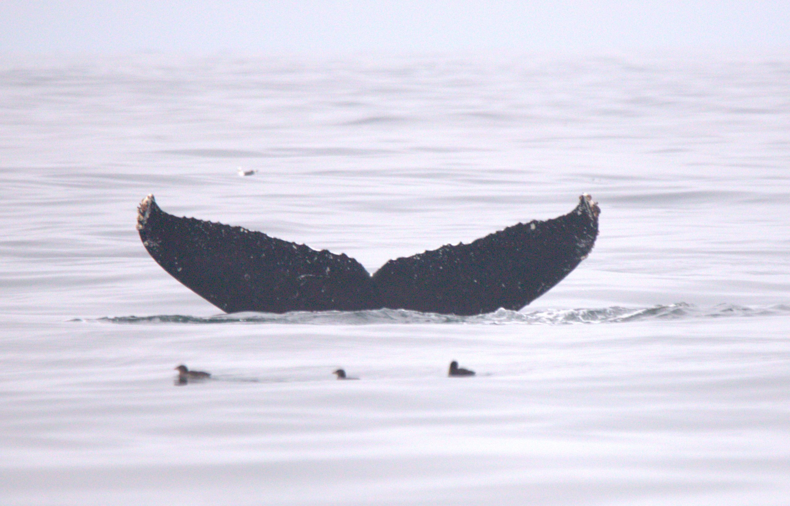 Whale tales: Image recognition technology helps researchers, tourists ...