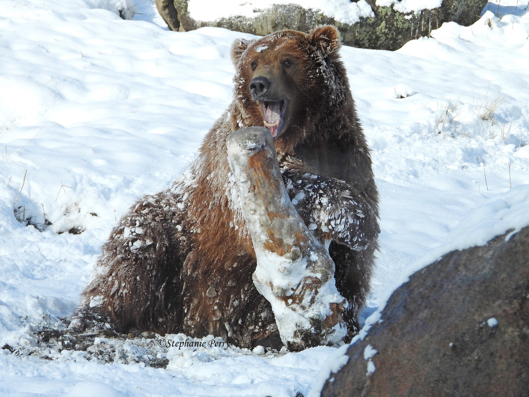 Conservationists petition for delay in Montana trapping season ...