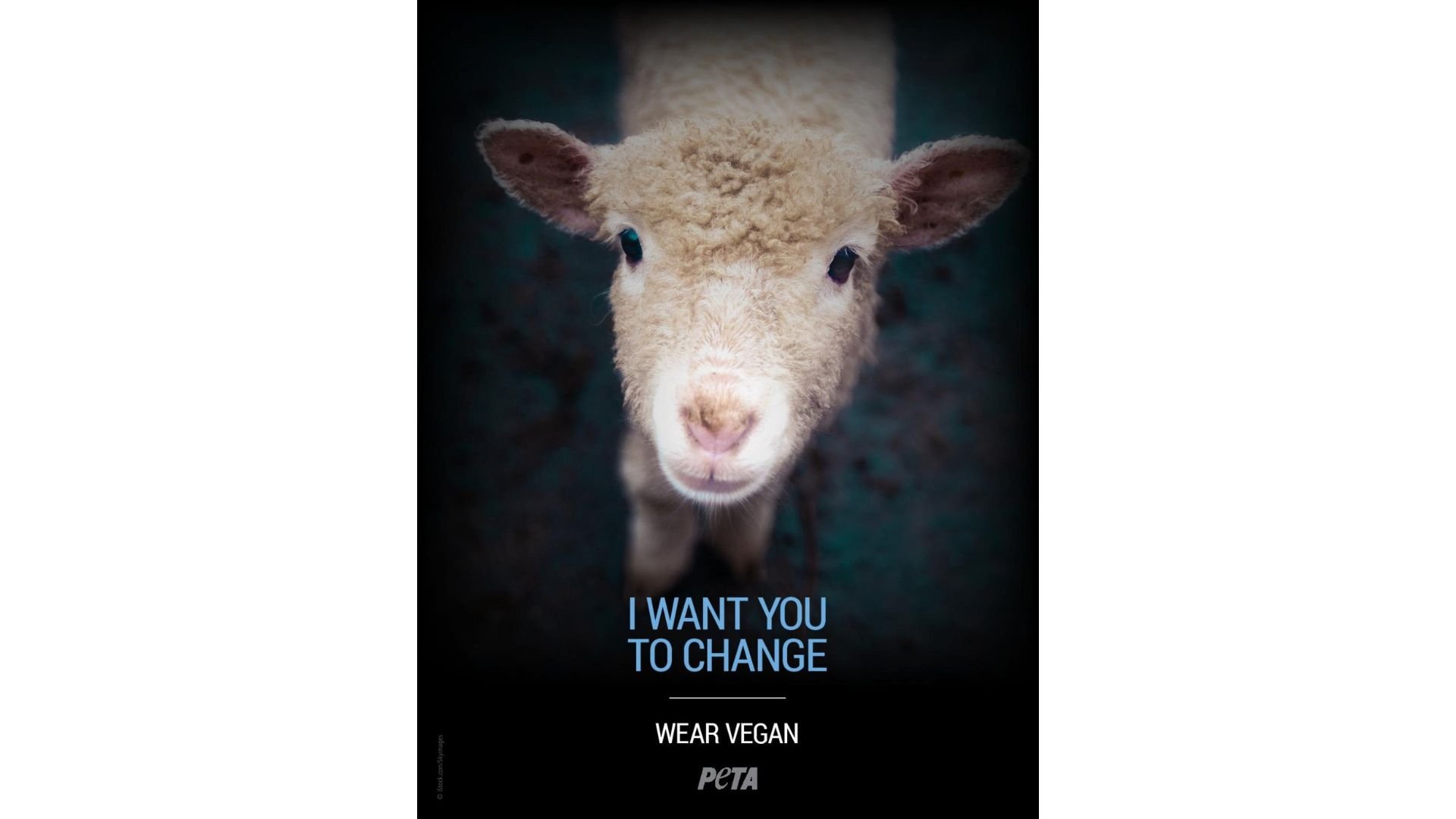 PETA in LA | Courthouse News Service