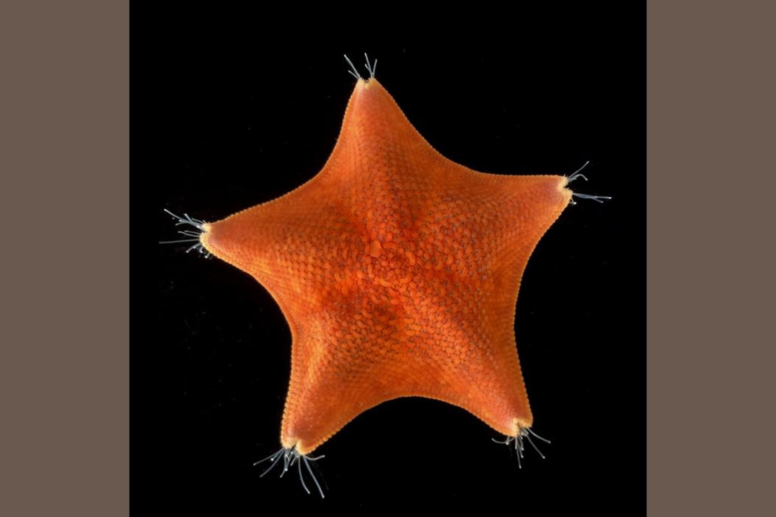 Sea stars have heads after all, researchers say | Courthouse News Service