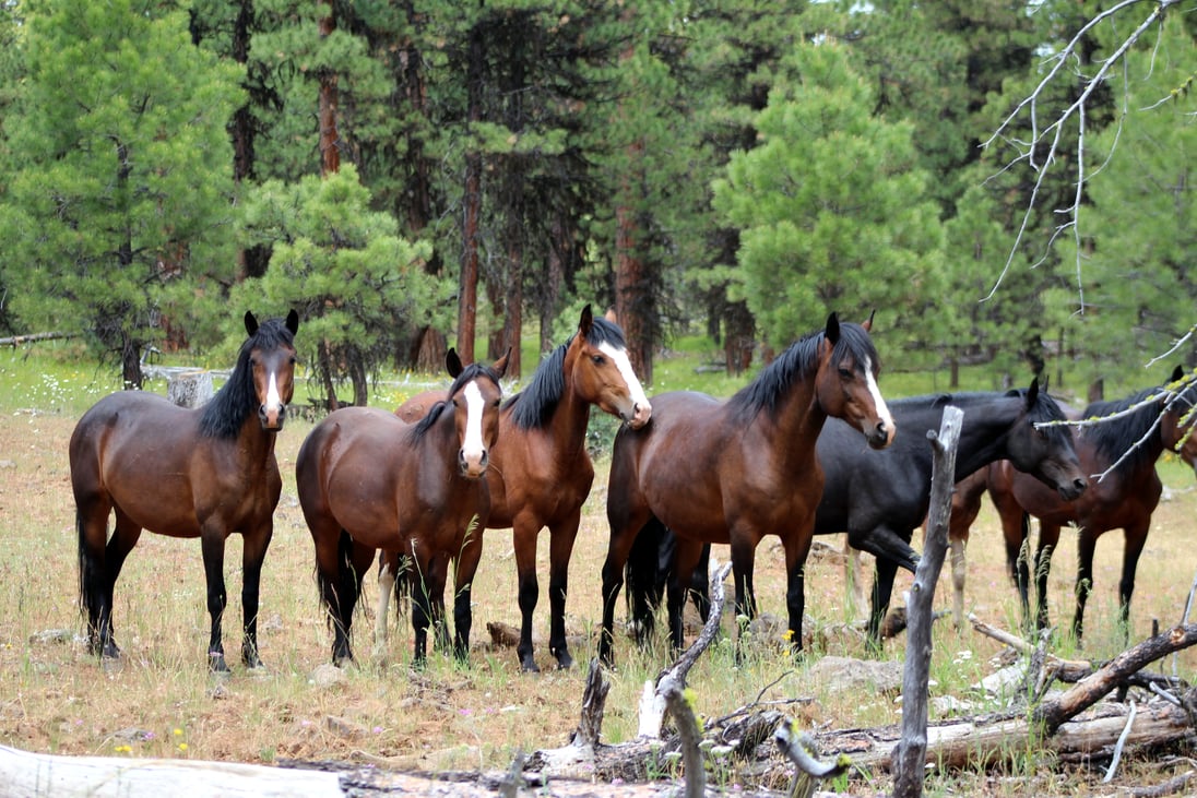 Ochoco Forest horses must go | Courthouse News Service