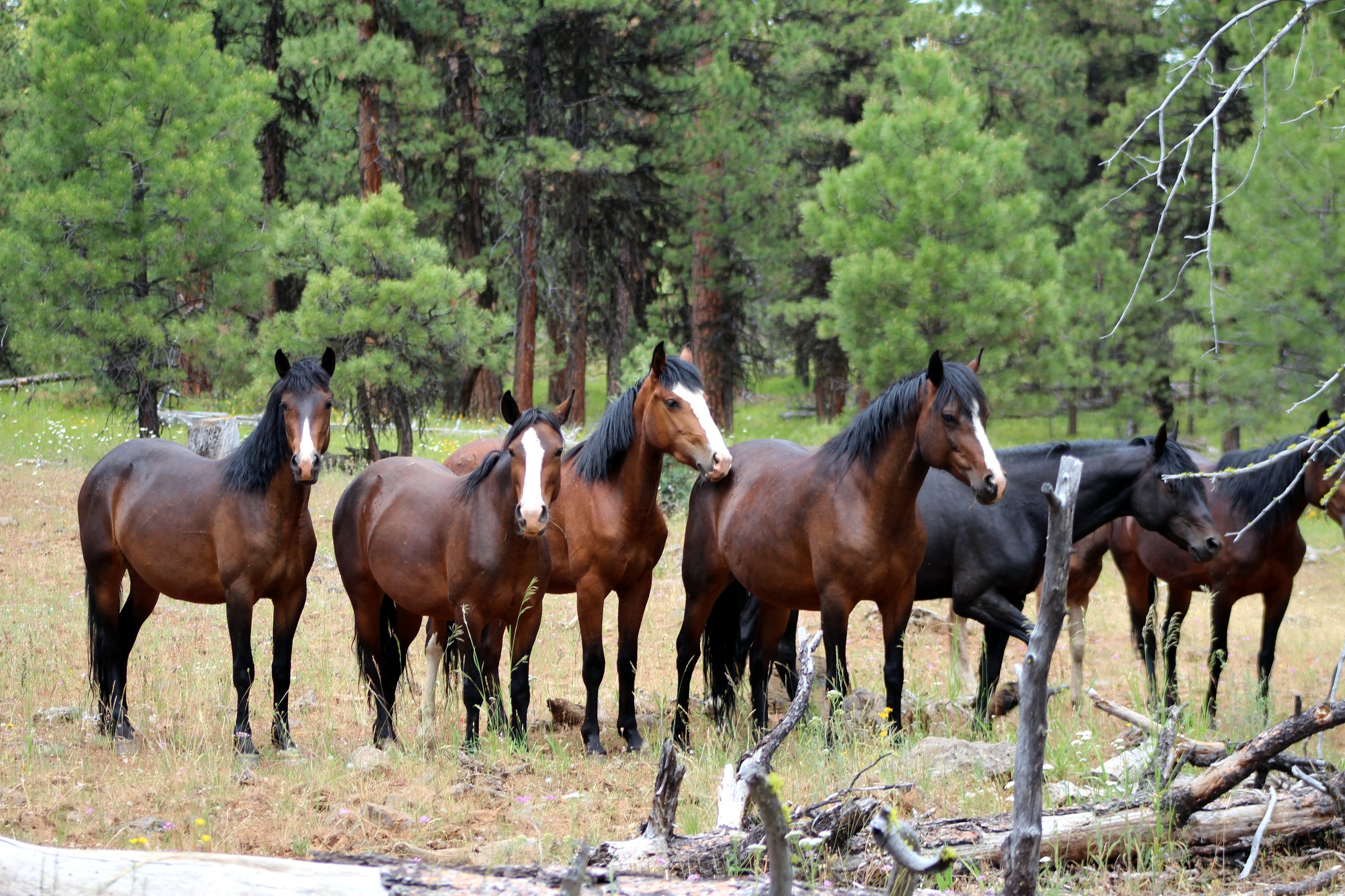 Judge OKs Forest Service plan to remove wild horses in eastern Oregon ...