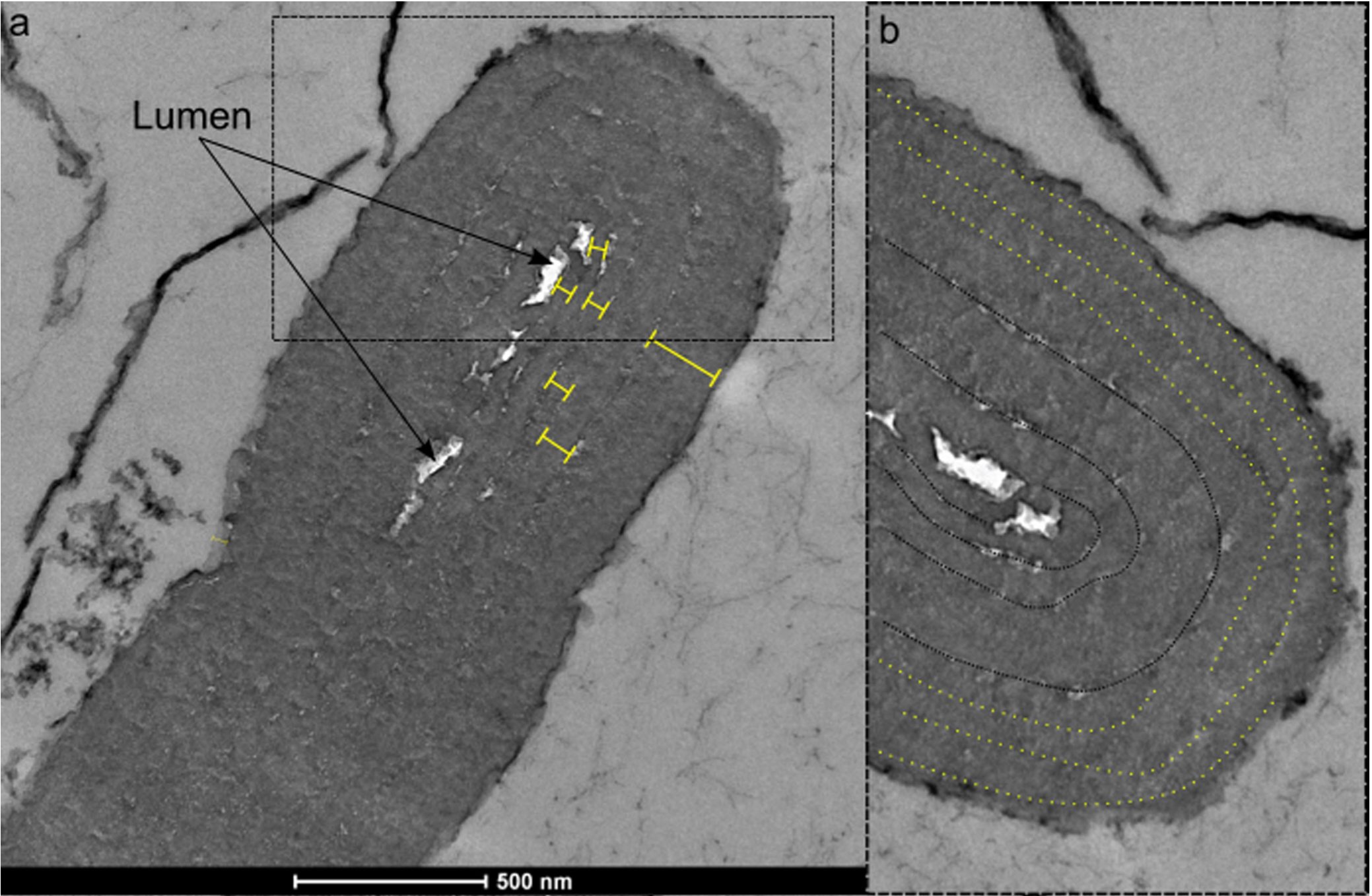 Oldest evidence of photosynthesis found in 1.75 billion-year-old ...