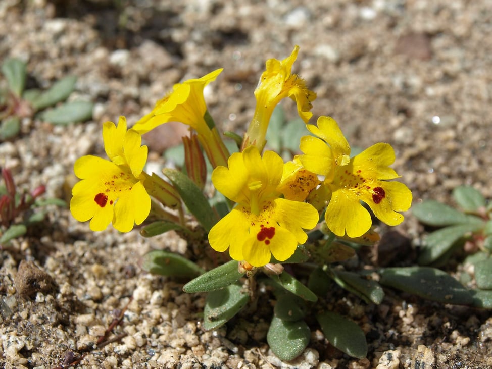 Threatened monkeyflower | Courthouse News Service