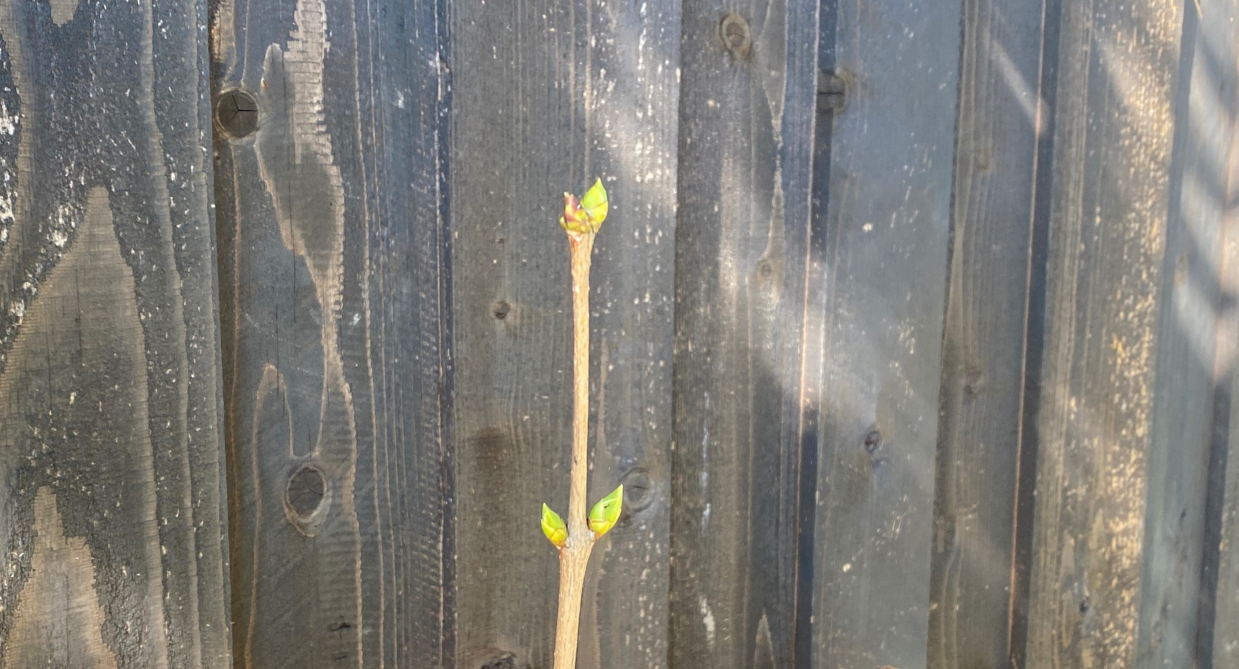 Thoughts of spring | Courthouse News Service