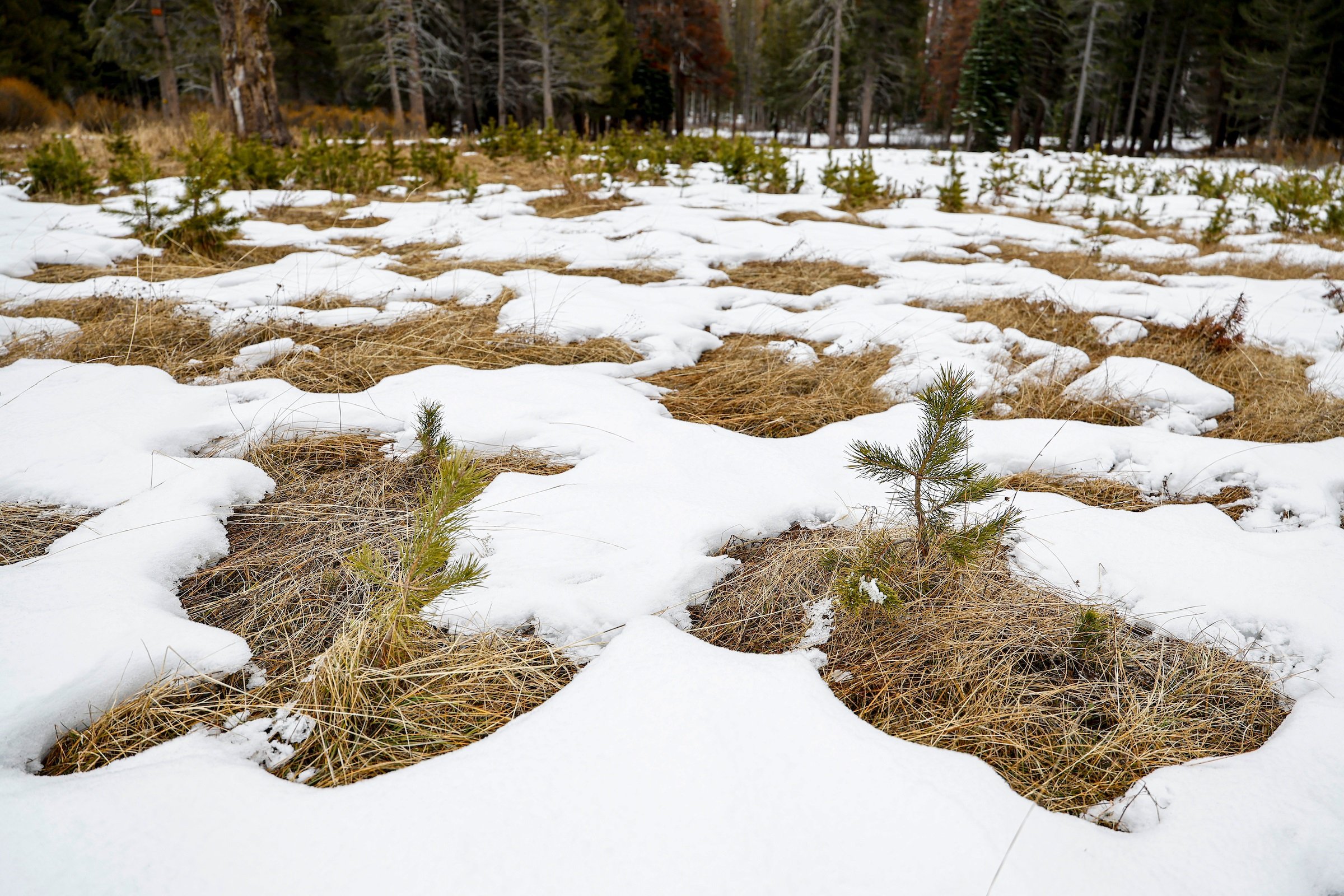 ‘We’re dry:’ First 2024 snow survey dismal in California | Courthouse ...