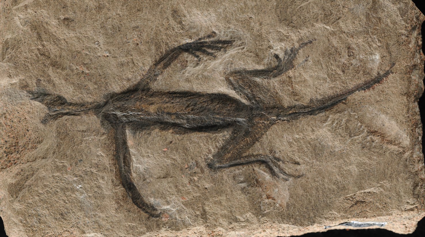 Exceptionally well-preserved 280-million-year-old fossil shown to be a ...