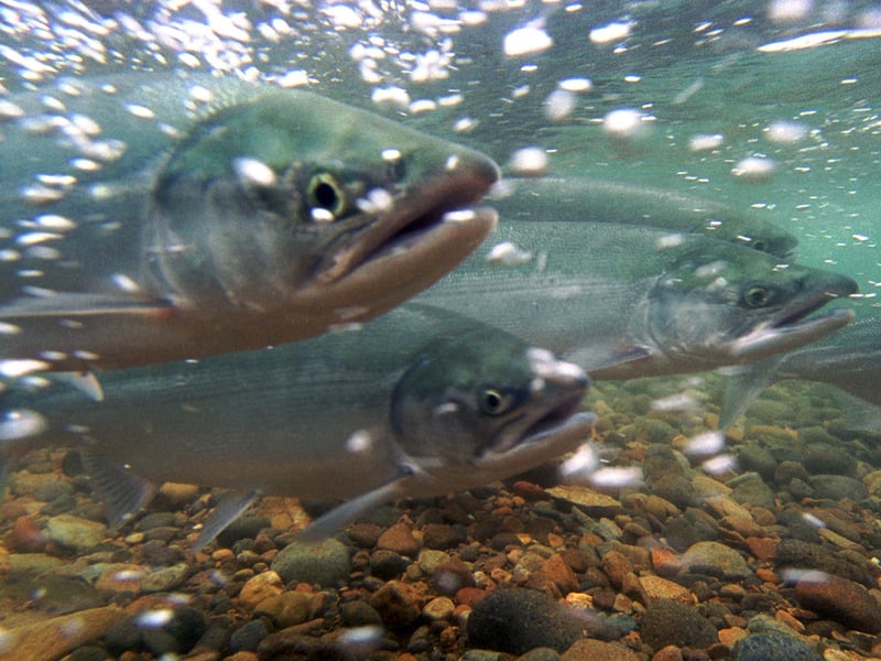 Alaska cannot override federal subsistence fishing regulations, judge ...