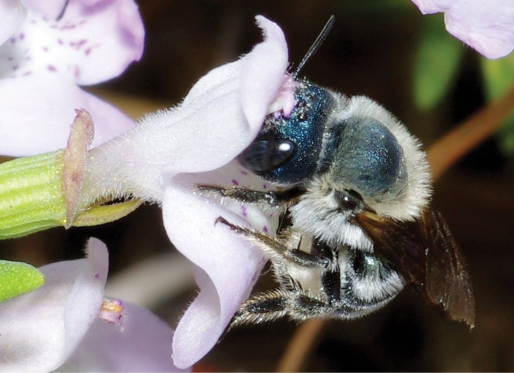 Pleas for bees | Courthouse News Service