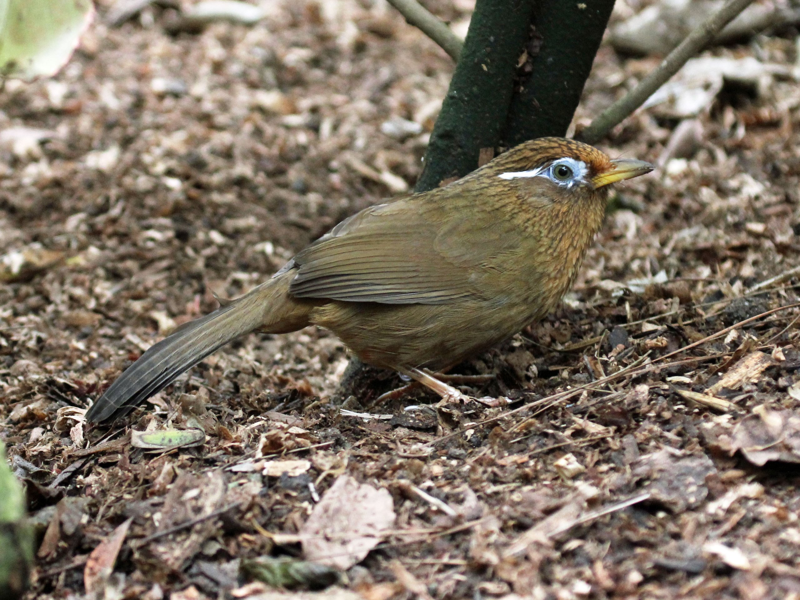 Southern California bird smuggler sentenced to time served | Courthouse ...
