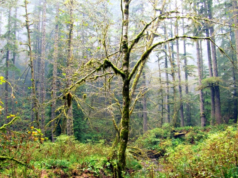 Ninth Circuit blocks logging in Oregon’s Elliott State Forest ...