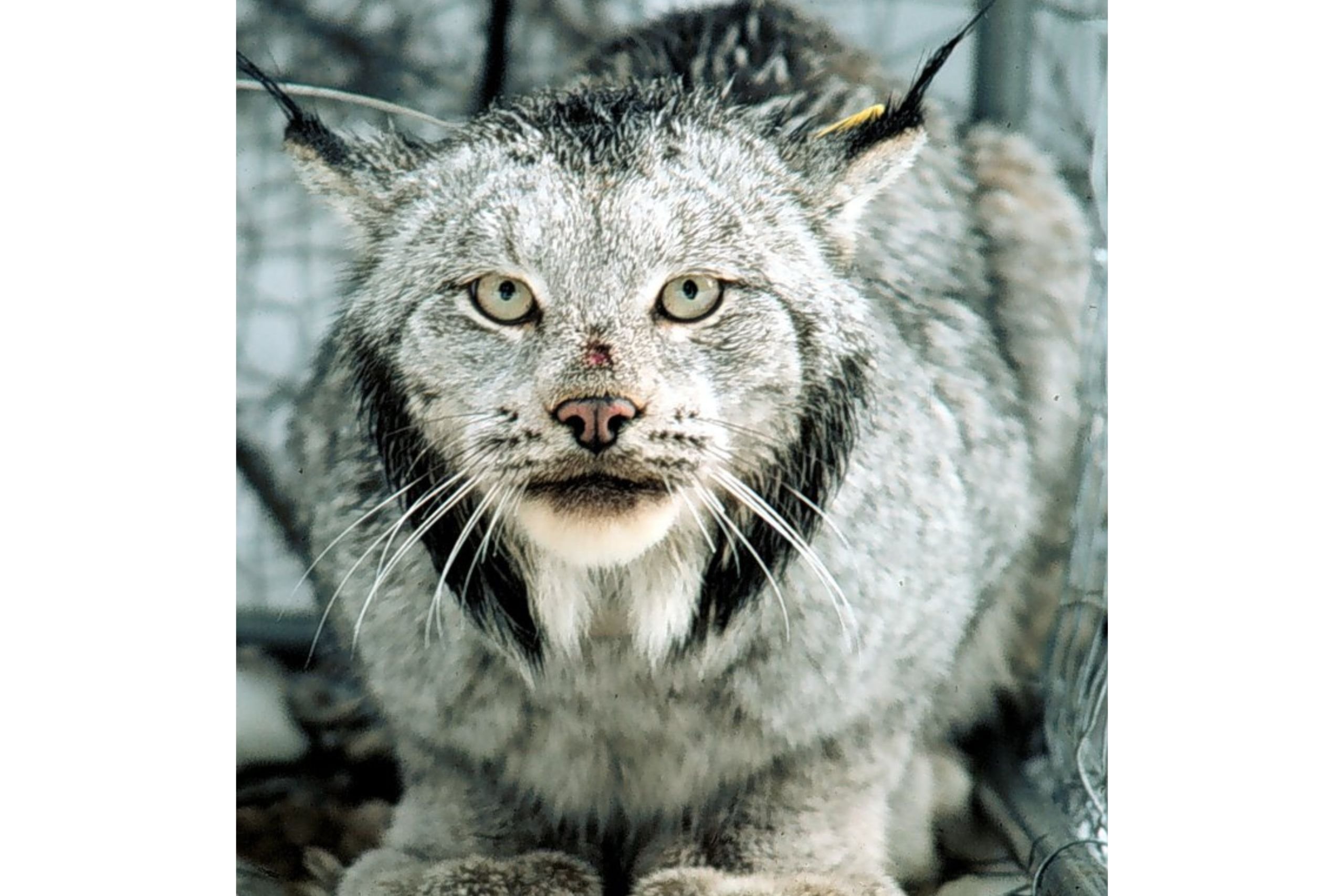Lynx, sage grouses and spotted owls | Courthouse News Service