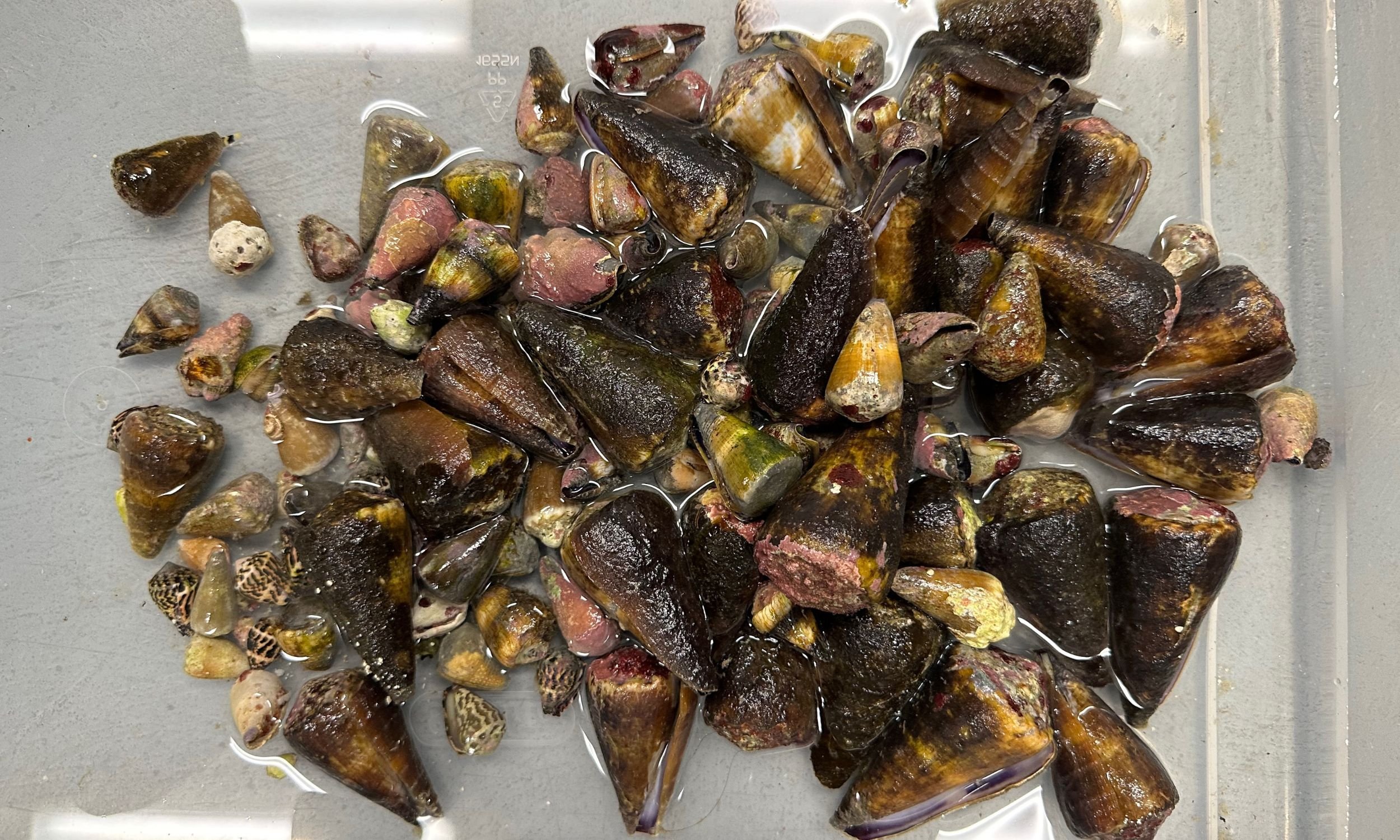 Deadly snail venom may lead to new diabetes and cancer medication, new ...