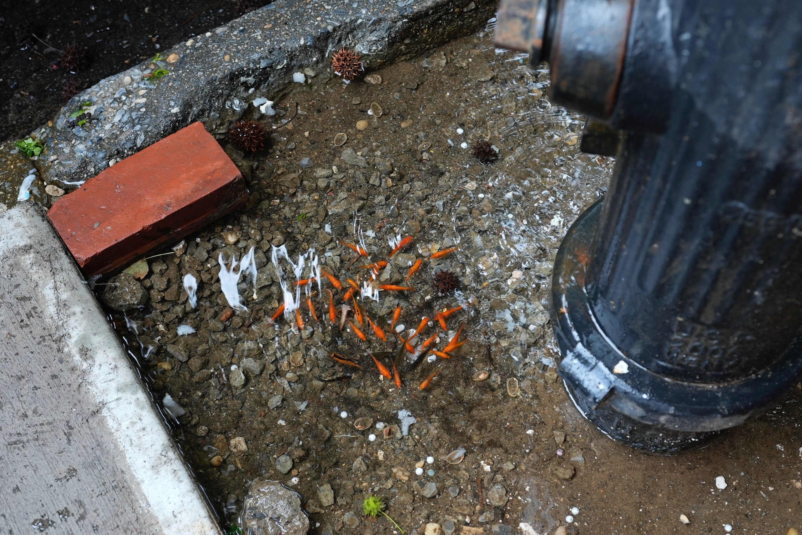 A homemade aquarium appeared in a Brooklyn tree bed. Then came the ...