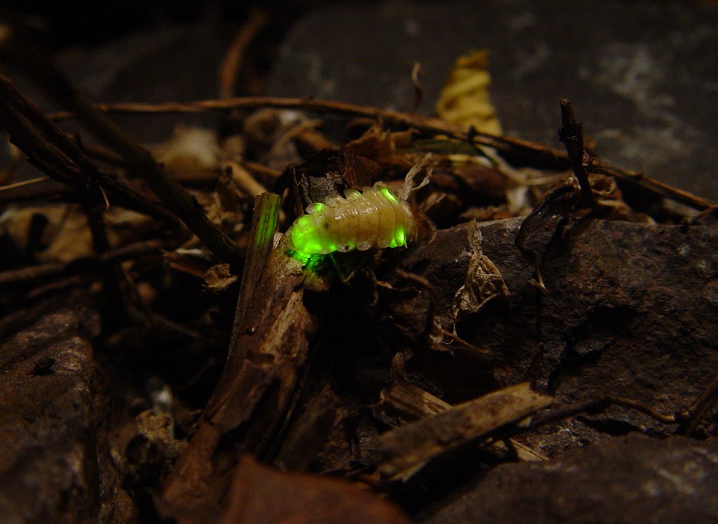 Flicker of hope for Bethany Beach firefly as feds propose protections ...