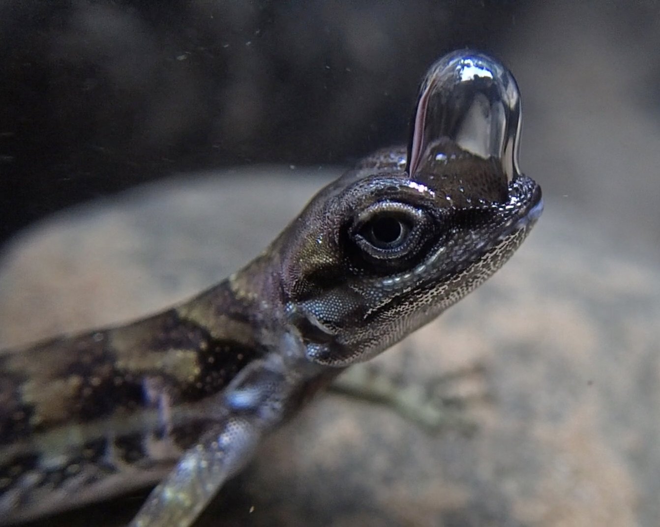 Lizard native to Costa Rica and Panama uses bubble to breathe ...