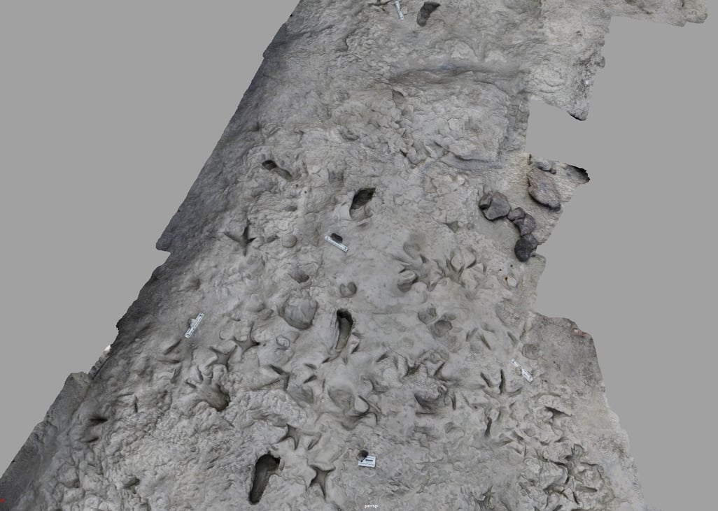 Fossil footprints place two early human species in the same area at the ...