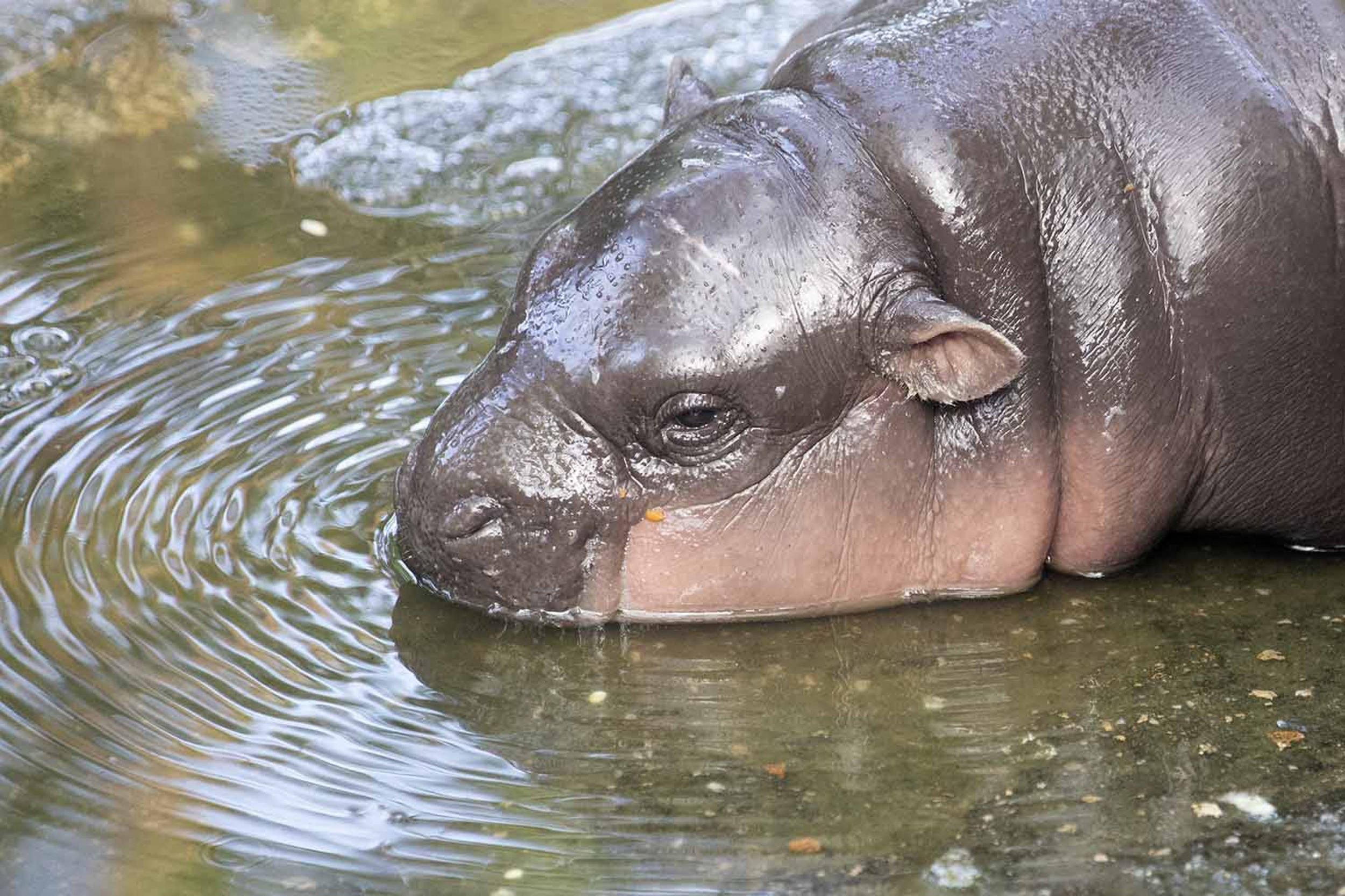Thai baby hippo Moo Deng ‘predicts’ US election win for Trump ...