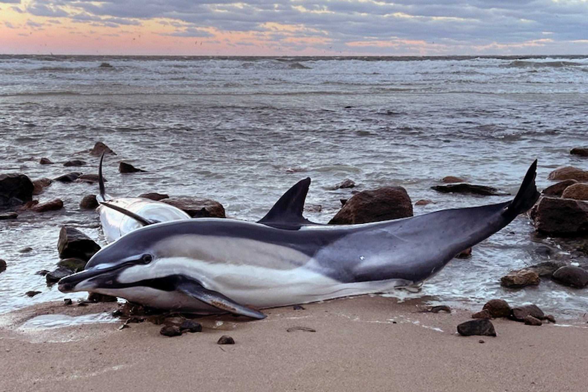 Historically bad year for dolphin strandings on Cape Cod has scientists ...