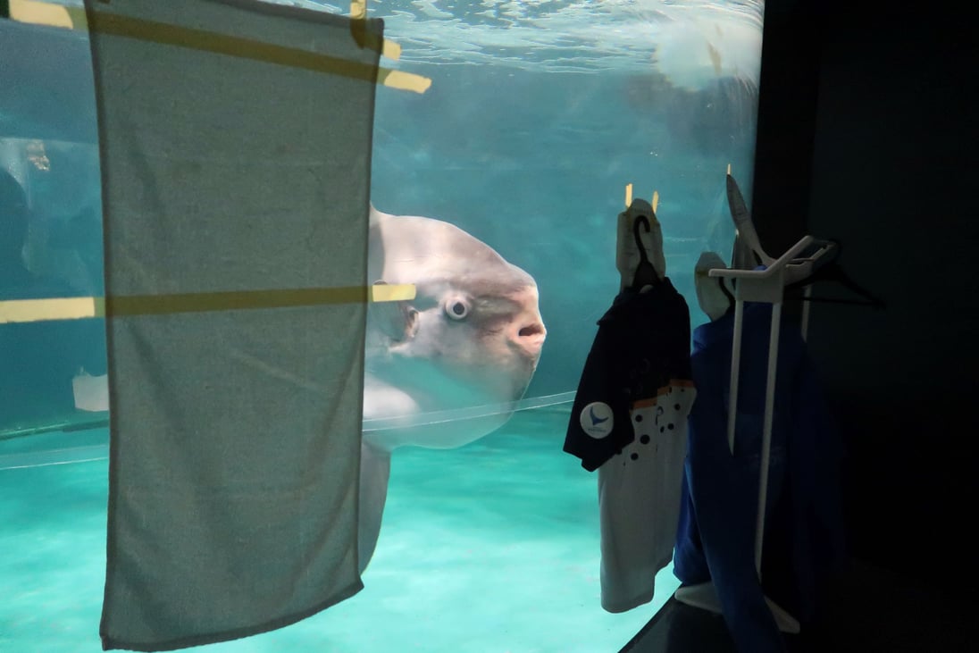 Sunfish that got sick after aquarium closed has recovered — thanks to ...
