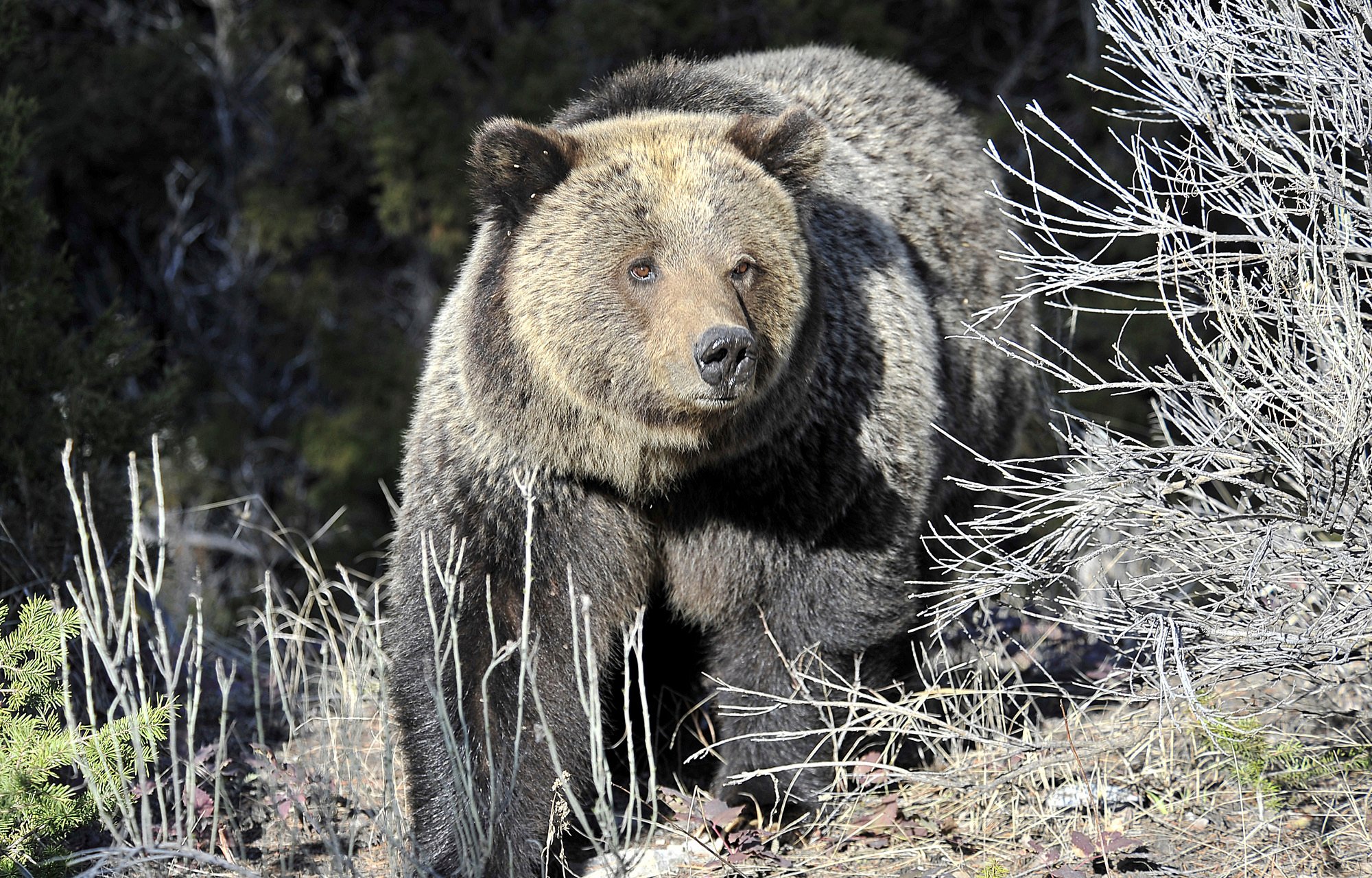 Forest Service defends Montana logging project in grizzly territory ...