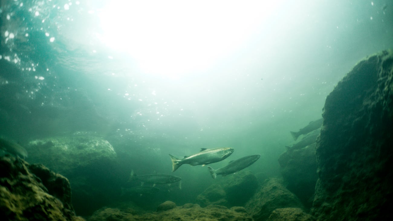 Tire manufacturers fight accusations that toxic runoff harms fish ...