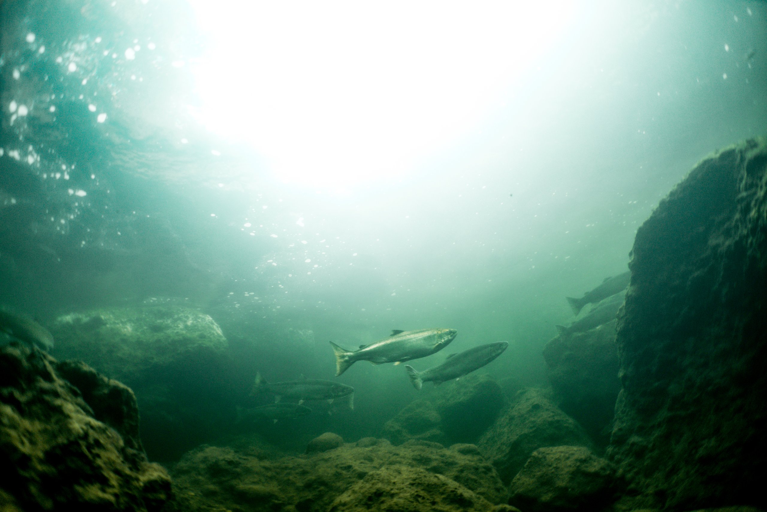 Tire manufacturers fight accusations that toxic runoff harms fish ...
