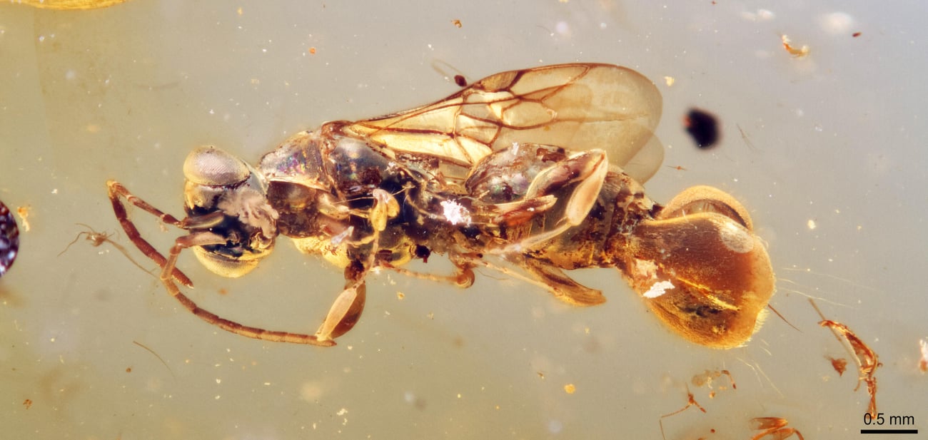 Ancient wasp reveals trap-like hunting mechanism frozen in time ...