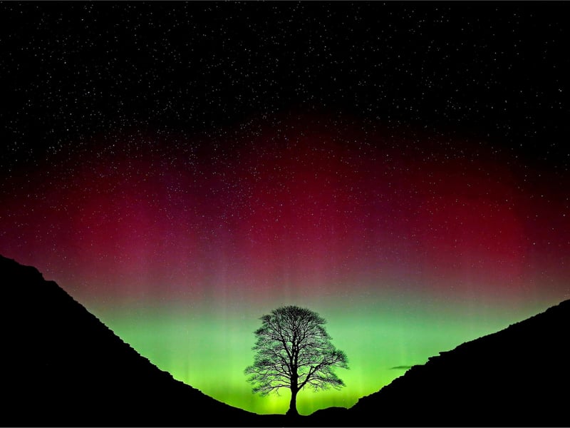 Sycamore Gap tree took more than a century to grow and less than 3 ...