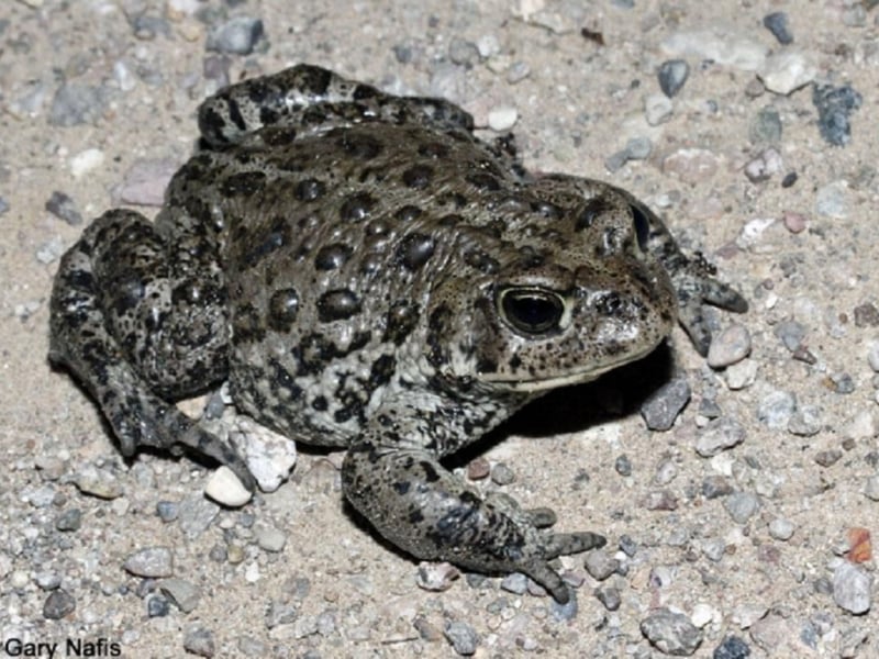 Conservationists sue to protect rare Nevada toad from proposed mining ...