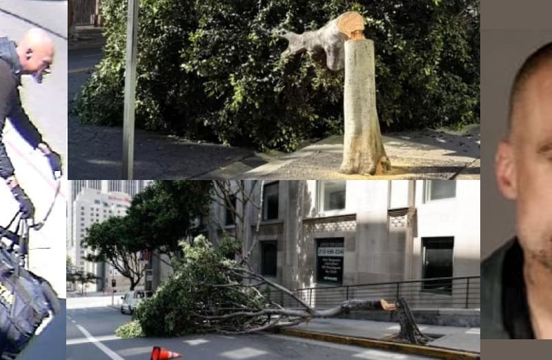Homeless man will stand trial for hacking down 12 trees in LA ...